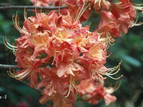 Nicole-O Azalea (Rhododendron flammeum) | Flat Creek Natives, LLC