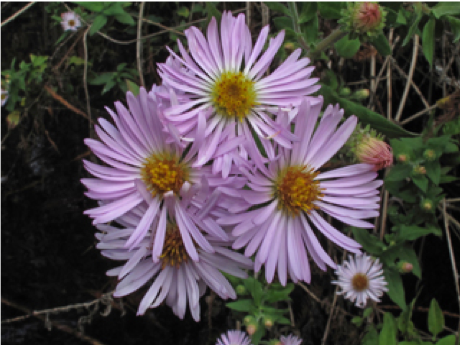 Climbing Aster (Ampelaster carolinianus) | Flat Creek Natives, LLC