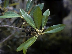 American Olive, Devilwood, Wild Olive (Cartrema americana) | Flat Creek ...