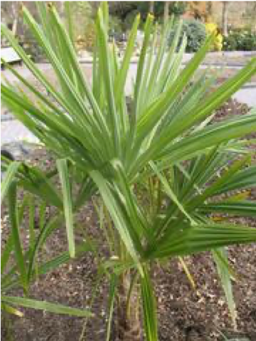 Needle Palm (Rhapidophyllum hystrix) | Flat Creek Natives, LLC