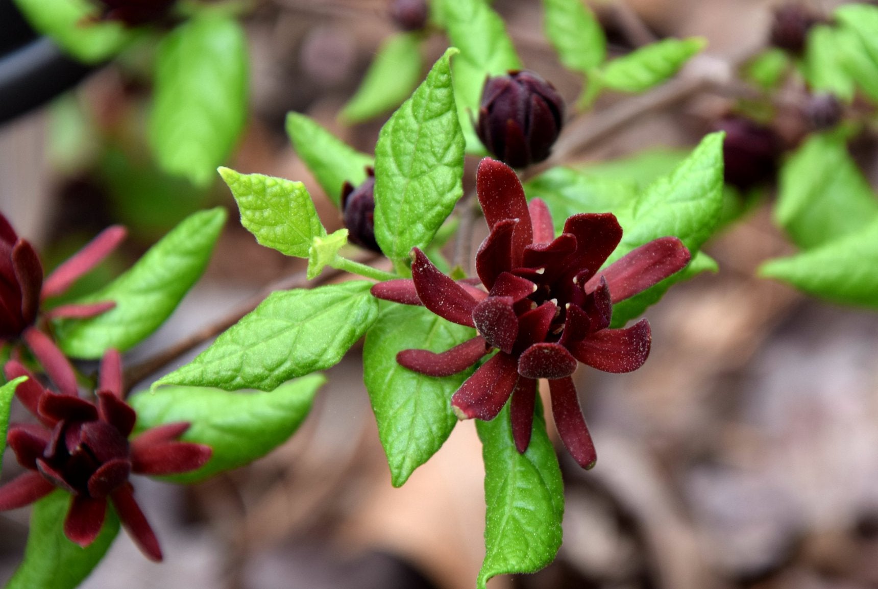 Sweet Shrub (Calycanthus floridus) | Flat Creek Natives, LLC