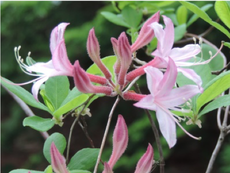 Flat Creek Natives, LLC