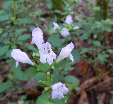 Georgia Calamint/ Georgia Savory/ Georgia Basil (Clinopodium ...